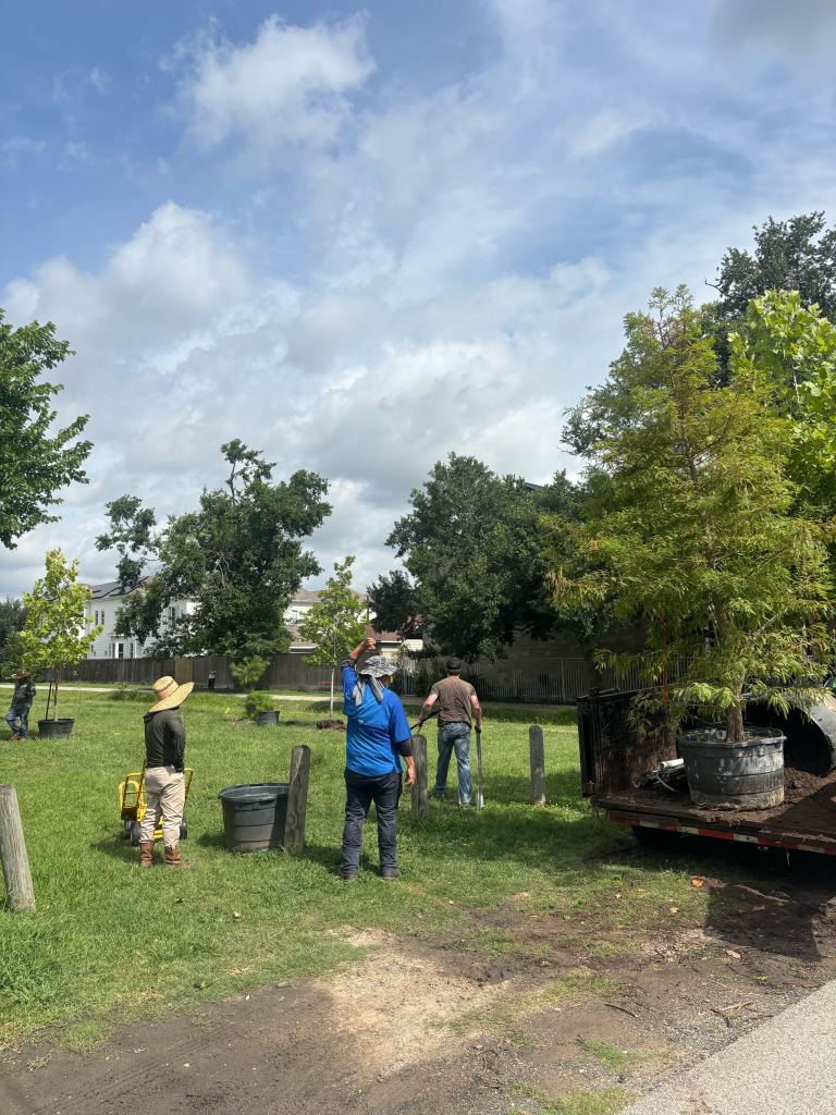 A Story For Shade | Houston Tree Planting Project